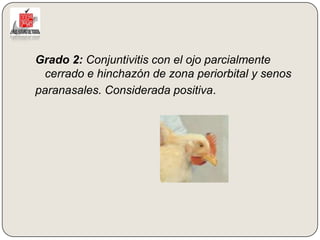 Coriza infecciosa | PPTX