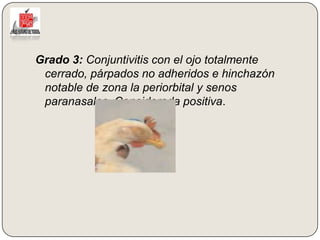 Coriza infecciosa | PPTX
