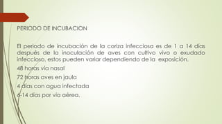 Coriza infecciosa | PPTX