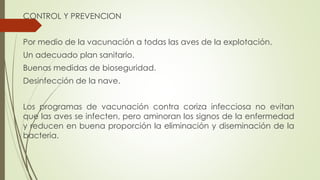 Coriza infecciosa | PDF