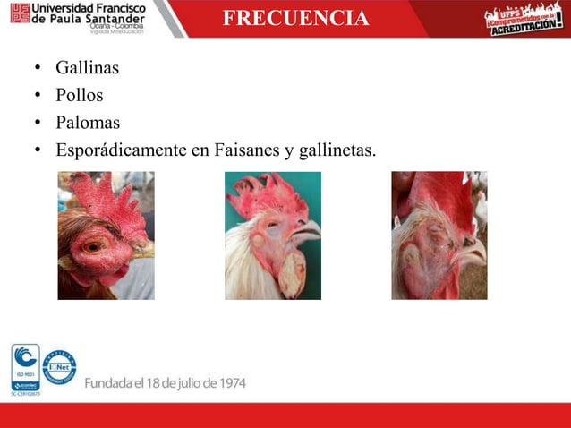 Coriza infeccosa aviar | PPT