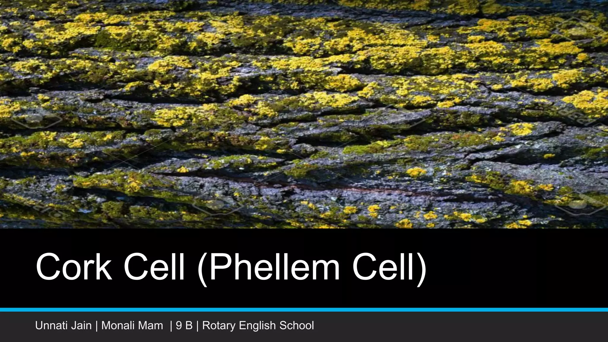 Cork Cell (Phellem Cell) | PPTX | Chemistry | Science