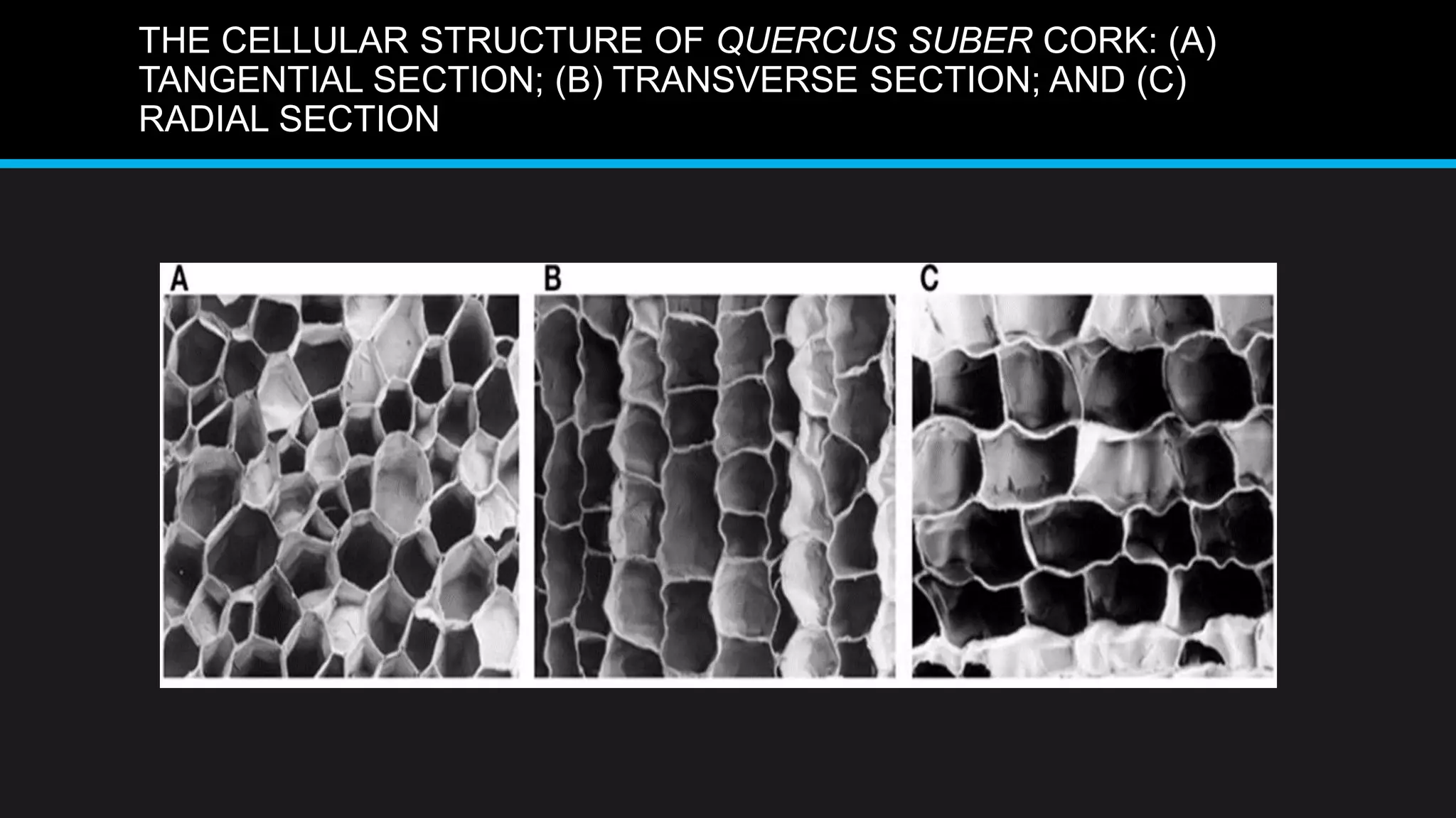 Cork Cell (Phellem Cell) | PPTX