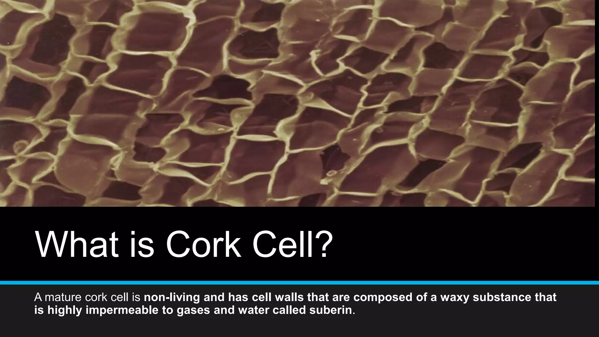 Cork Cell (Phellem Cell) | PPTX