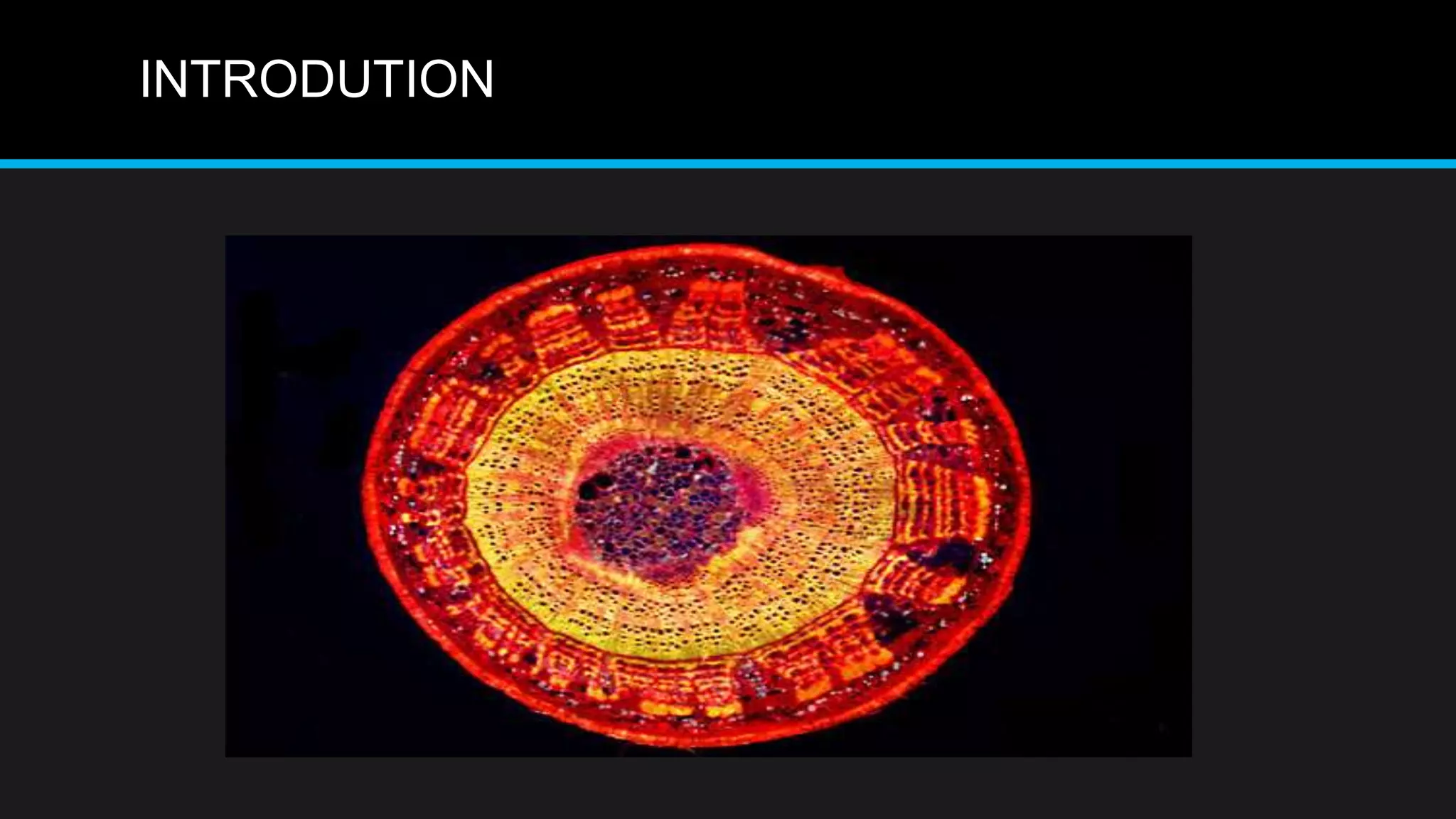 Cork Cell (Phellem Cell) | PPTX