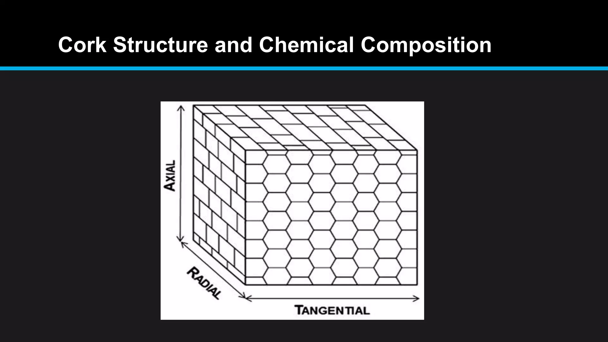 Cork Cell (Phellem Cell) | PPTX