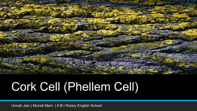 Cork Cell (Phellem Cell) | PPTX
