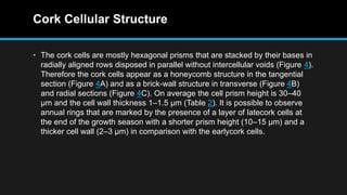Cork Cell (Phellem Cell) | PPTX | Chemistry | Science
