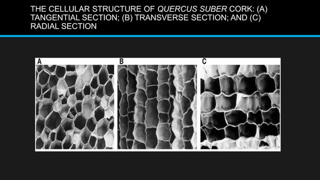 Cork Cell (Phellem Cell) | PPTX