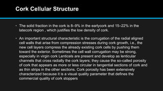 Cork Cell (Phellem Cell) | PPTX | Chemistry | Science