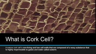 Cork Cell (Phellem Cell) | PPTX | Chemistry | Science