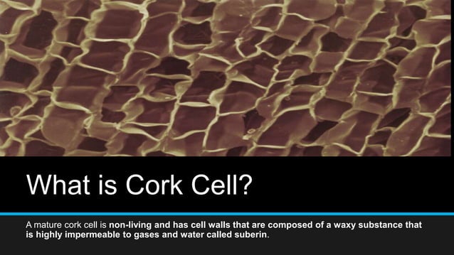 Cork Cell (Phellem Cell) | PPTX