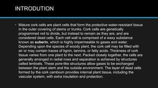 Cork Cell (Phellem Cell) | PPTX