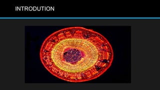 Cork Cell (Phellem Cell) | PPTX | Chemistry | Science