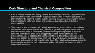 Cork Cell (Phellem Cell) | PPTX