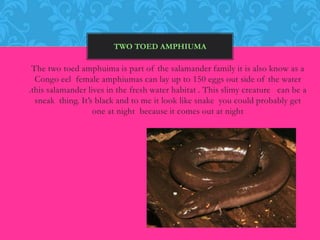 Corkscrew swamp research | PPT