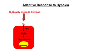 Prof. Cormac Taylor, UCD Conway Institute | PPT