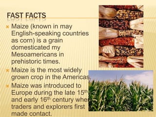 Corn | PPTX