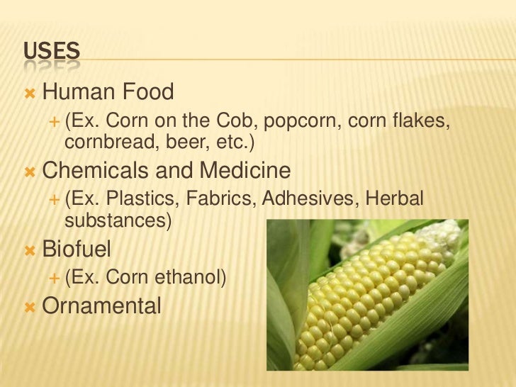Corn