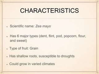 Plant of The Day: Corn (Zea mays) | PPTX