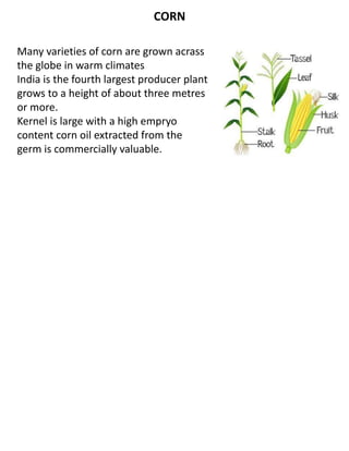 Corn and corn types .pdf