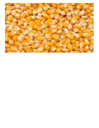 Corn and corn types .pdf