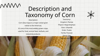 Strategies and Approaches in Pest Control of Corn.pptx
