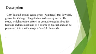 CORN history we did it belong where did it came from .pptx