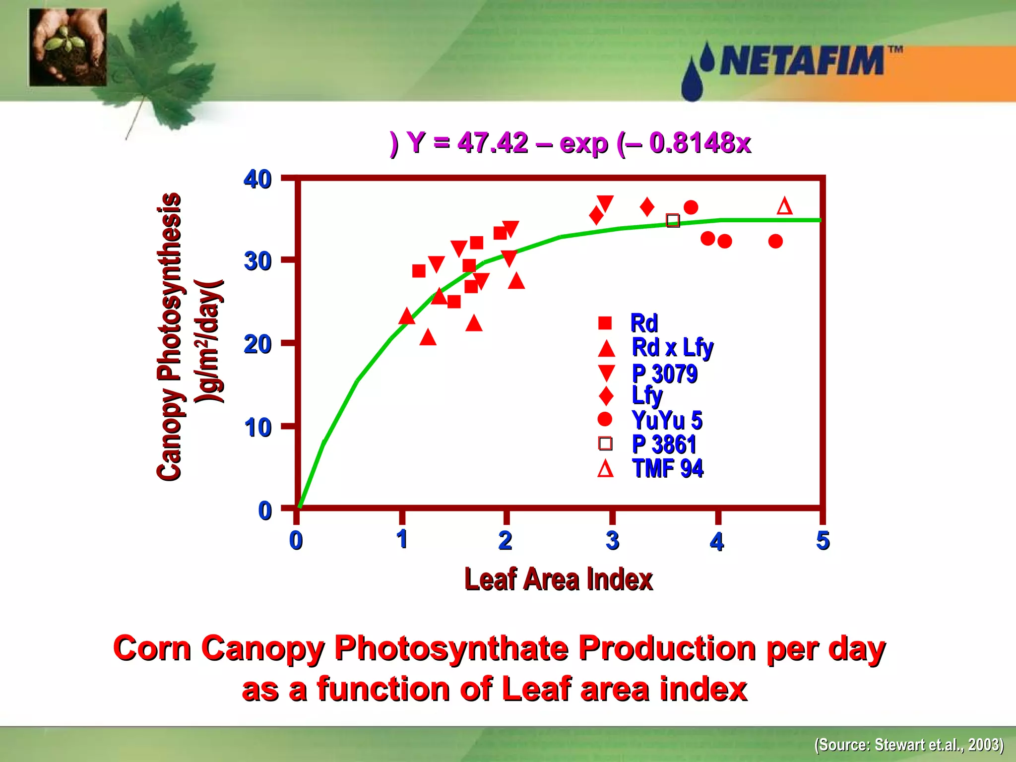 Growth Morphology of Corn | PPT