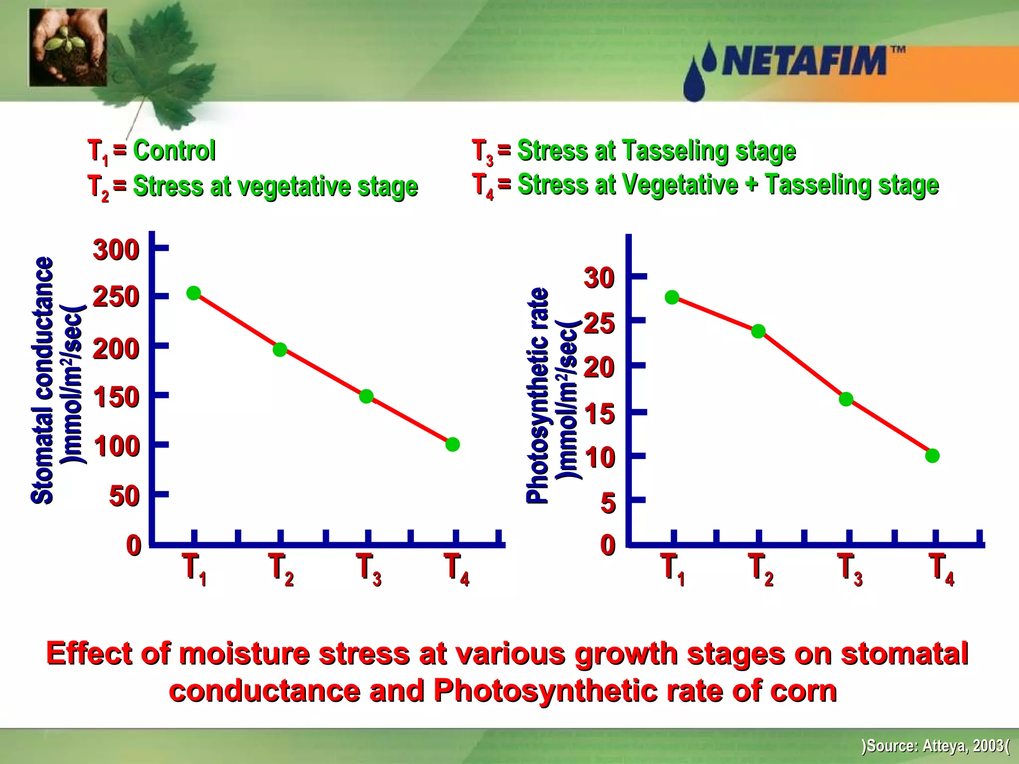 Growth Morphology of Corn | PPT