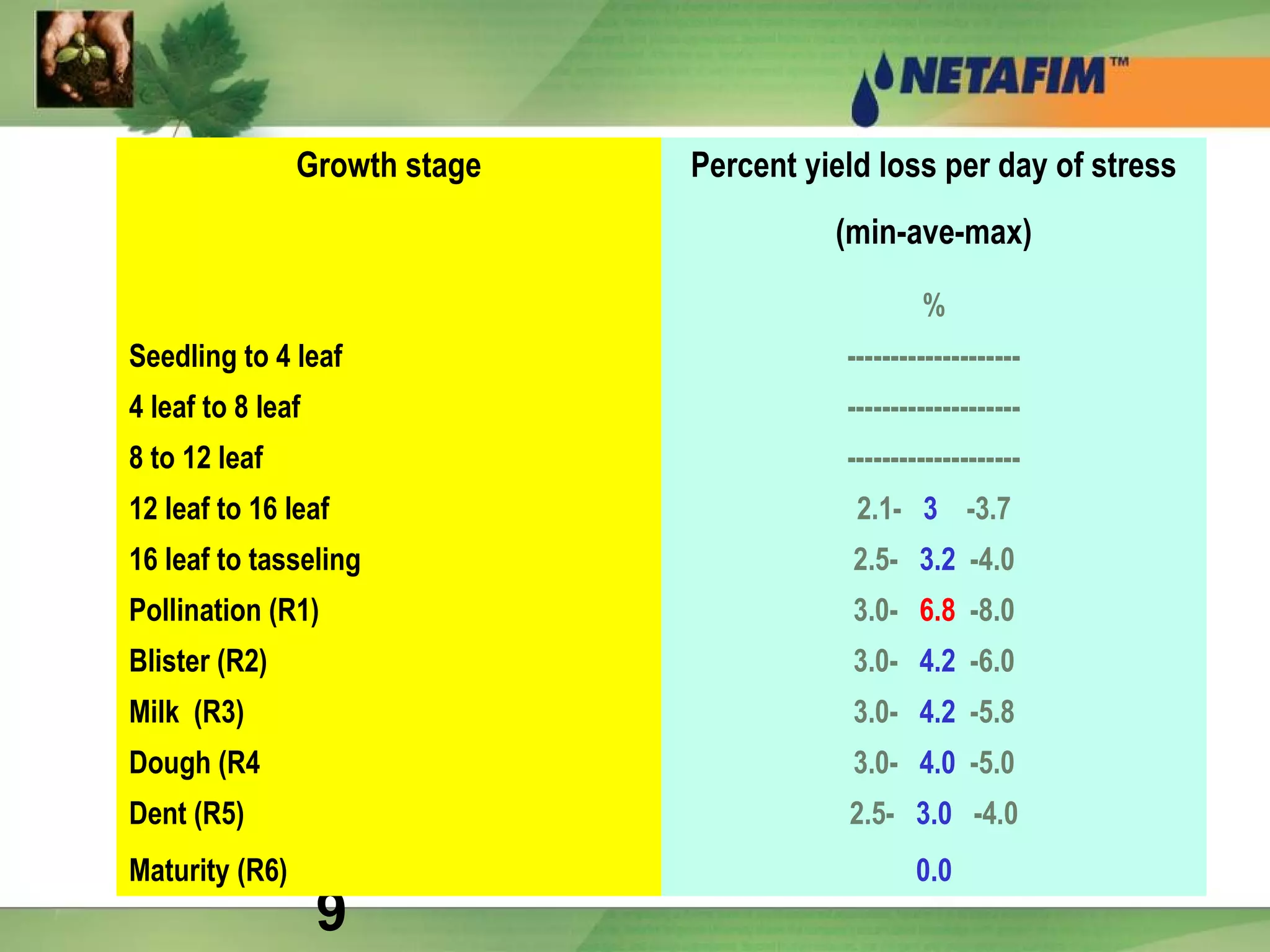 Growth Morphology of Corn | PPT