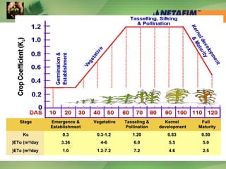 Growth Morphology of Corn | PPT