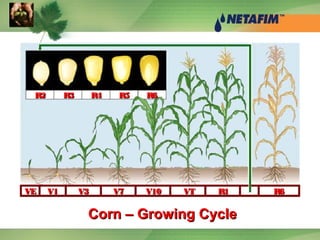 Growth Morphology of Corn | PPT