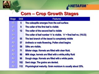 Growth Morphology of Corn | PPT