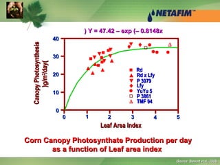 Growth Morphology of Corn | PPT