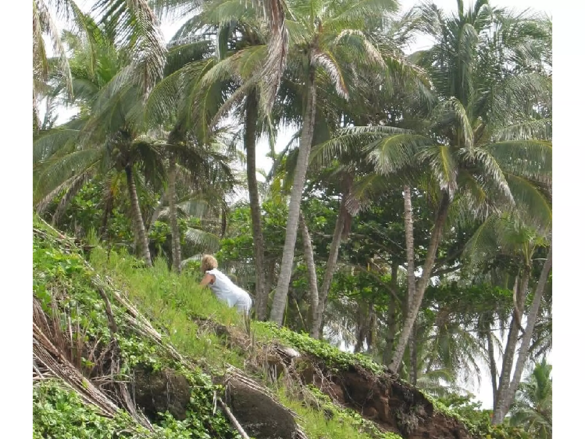 Corn Islands Power Point | PPT