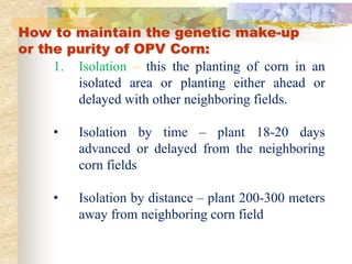 Corn-Seed-Production for Hybrid and OPV.pptx