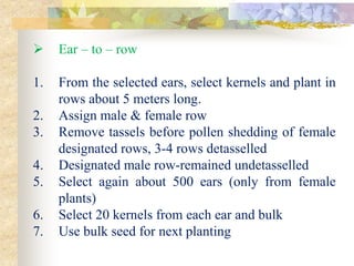 Corn-Seed-Production for Hybrid and OPV.pptx