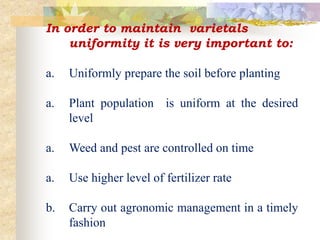 Corn-Seed-Production for Hybrid and OPV.pptx