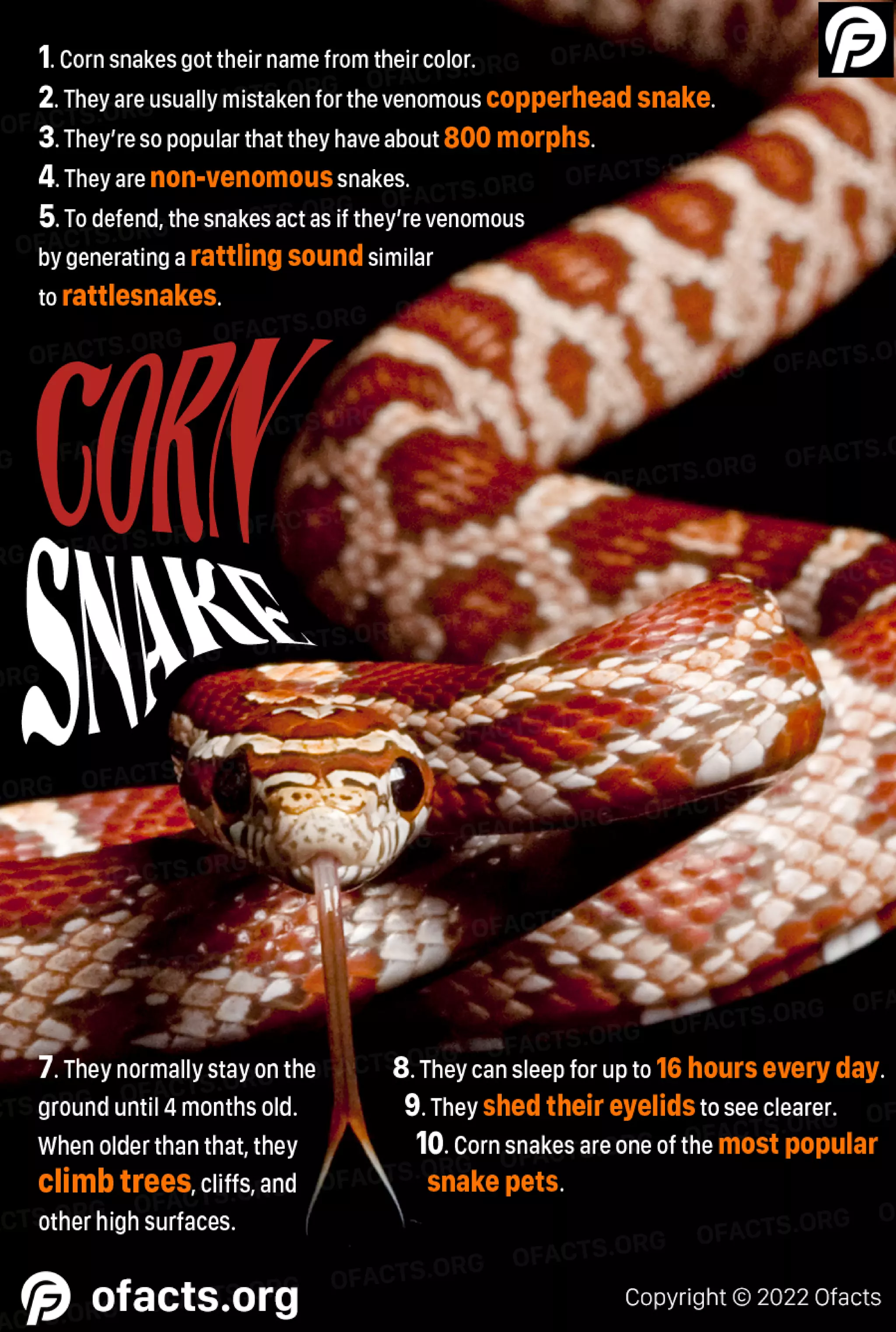 Corn snake facts | PDF | Reptiles | Pets