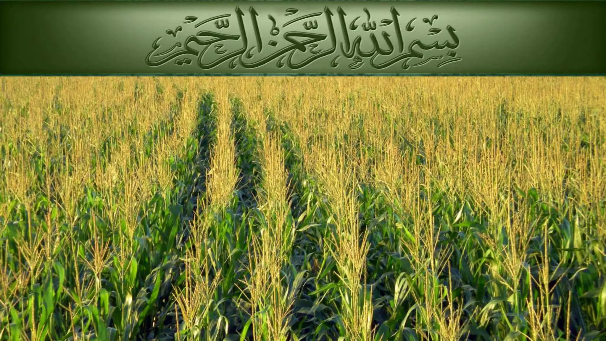 Starch manufacturing from Corn and Industrial Application | PPTX