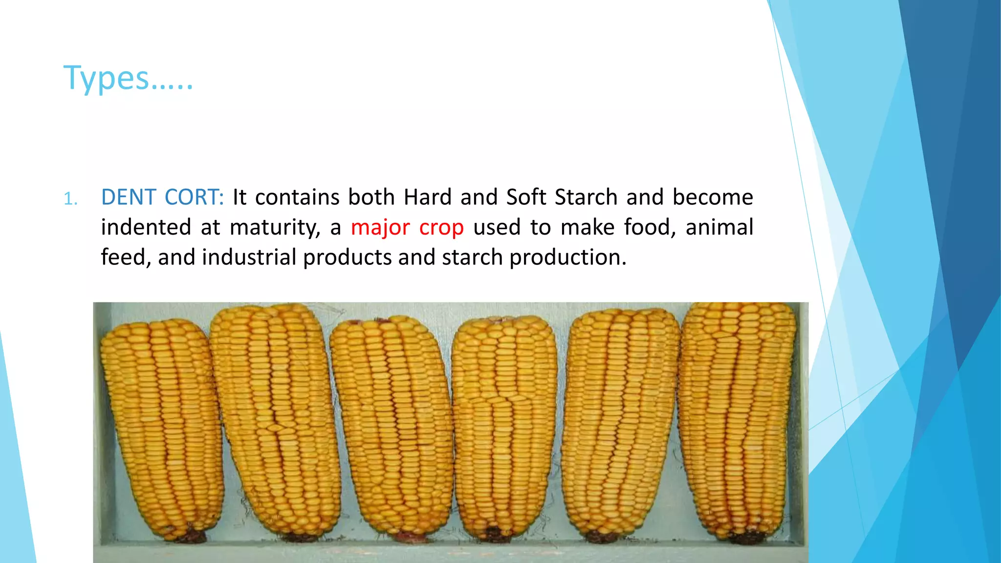 Starch manufacturing from Corn and Industrial Application | PPTX