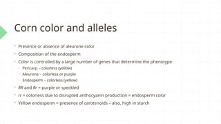 Corn Dihybrid Genetics Introduction.pptx