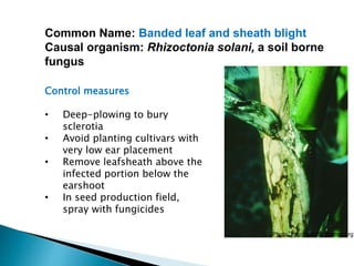 Corn Diseases123455677gfhghdfssdgffvfgh545 | PPT