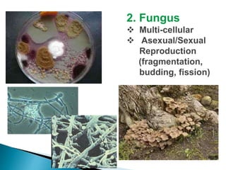 Corn Diseases123455677gfhghdfssdgffvfgh545 | PPT