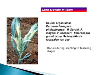 Corn Diseases123455677gfhghdfssdgffvfgh545 | PPT