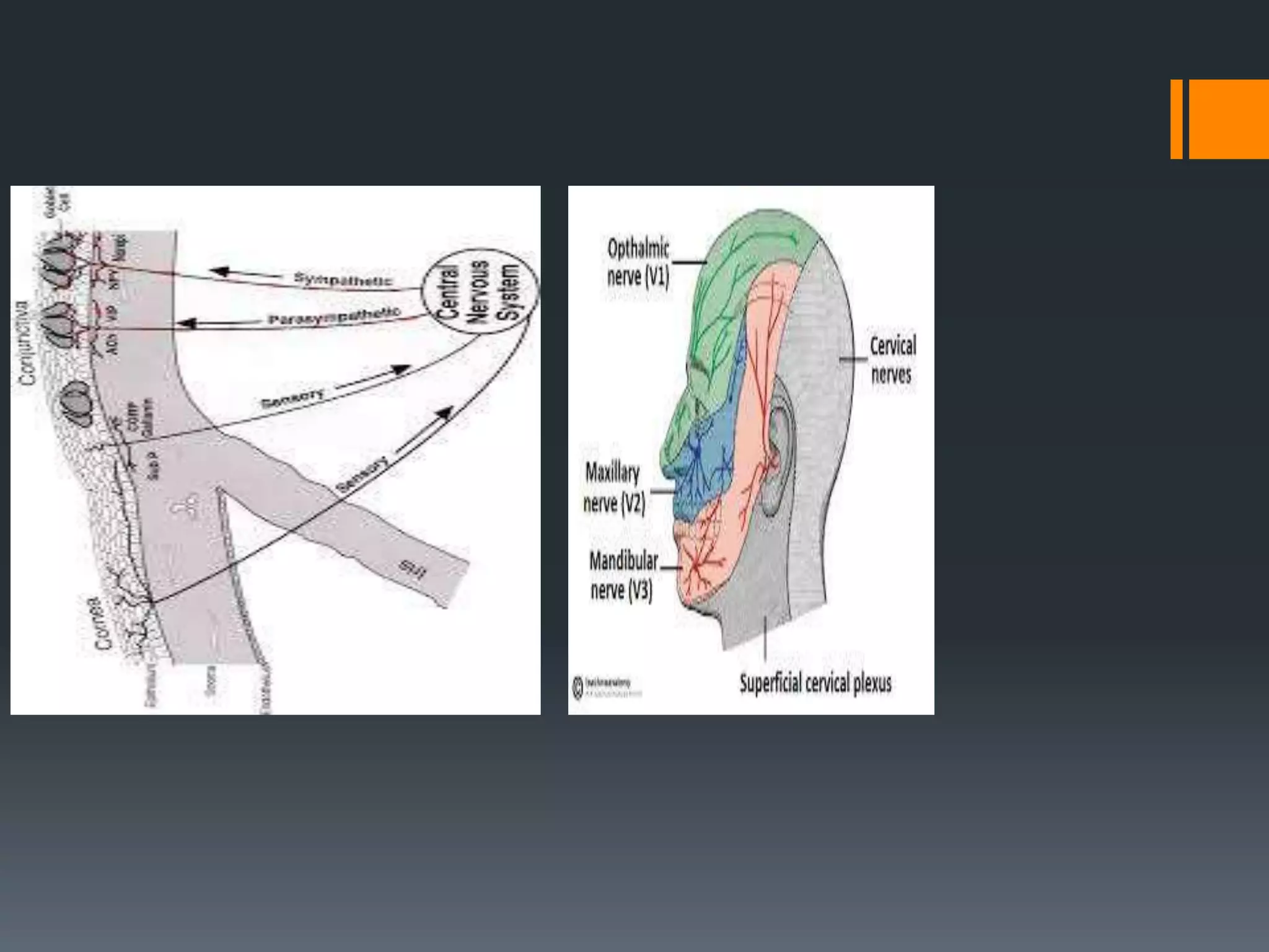 Cornea anatomy | PPTX