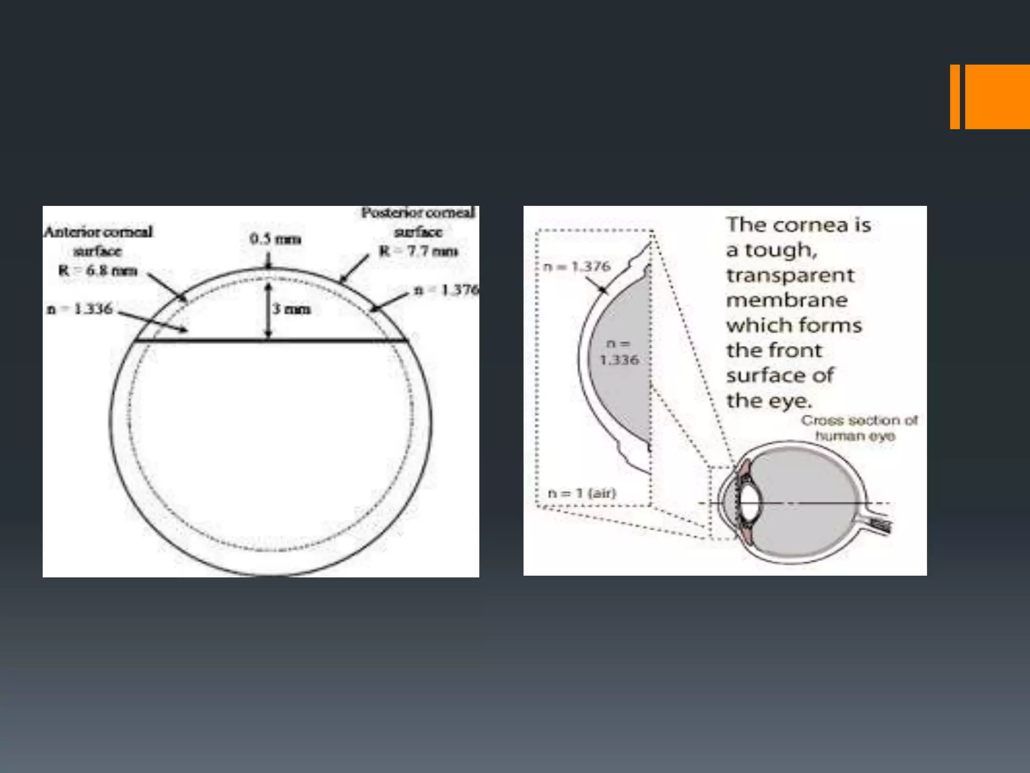 Cornea anatomy | PPTX