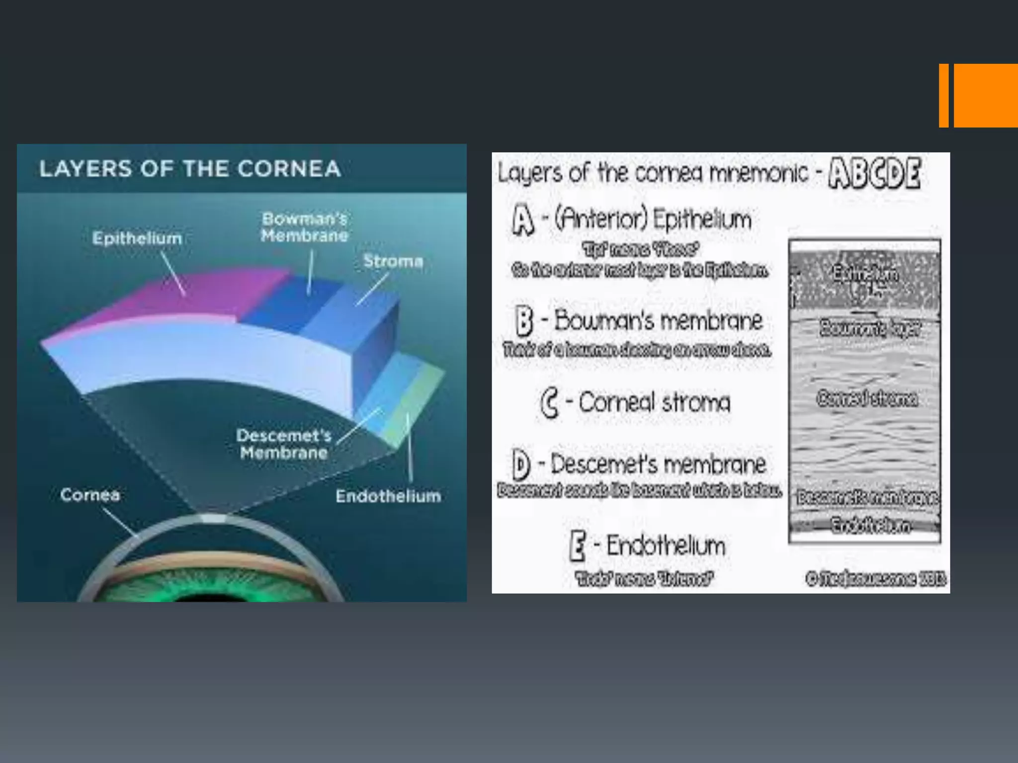 Cornea anatomy | PPTX