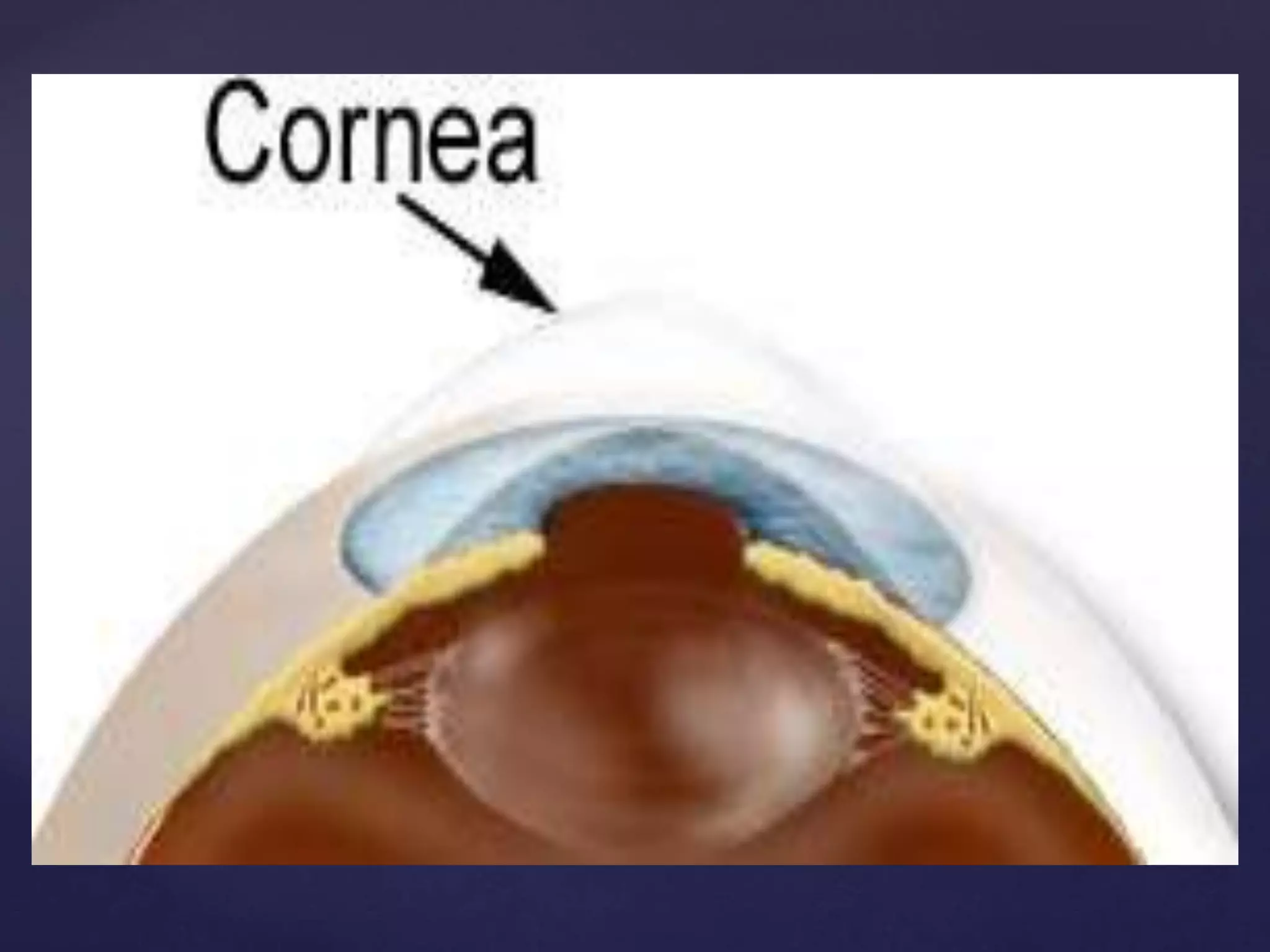 Corneal physiology... | PPT